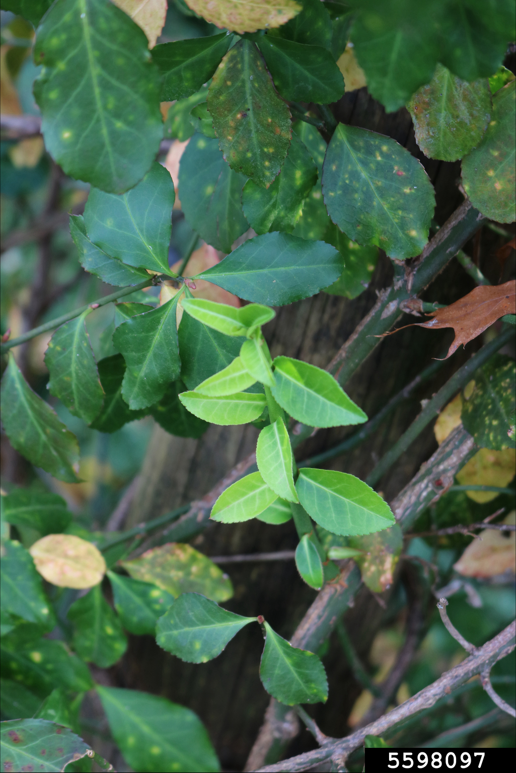 winter creeper (Euonymus fortunei)