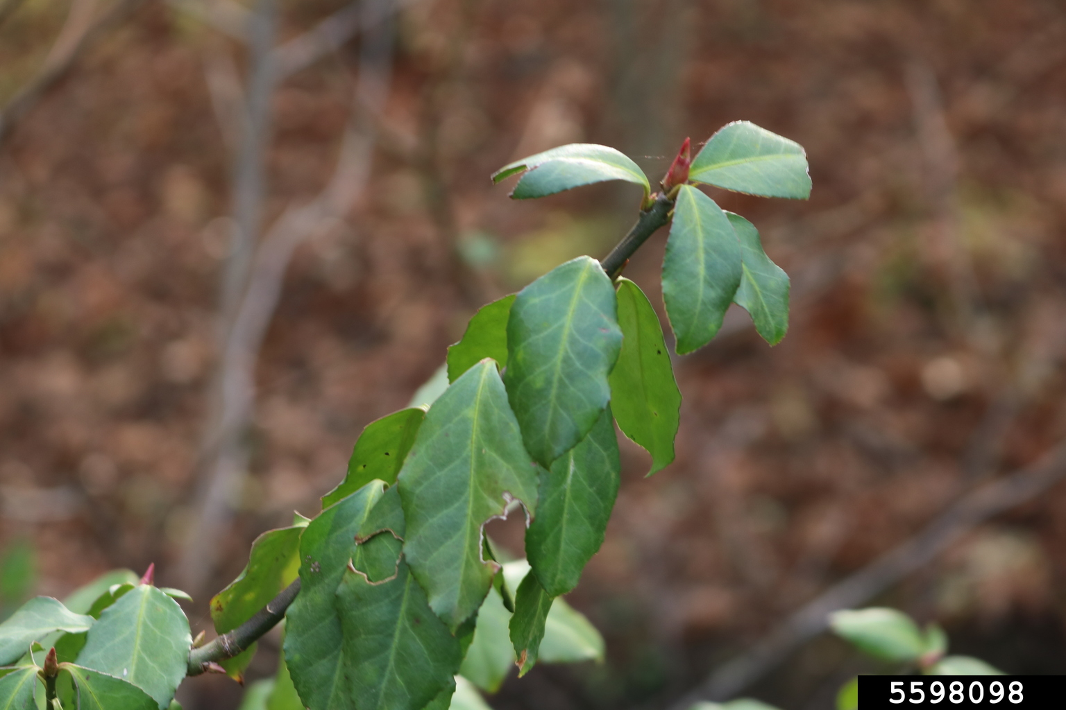 winter creeper (Euonymus fortunei)