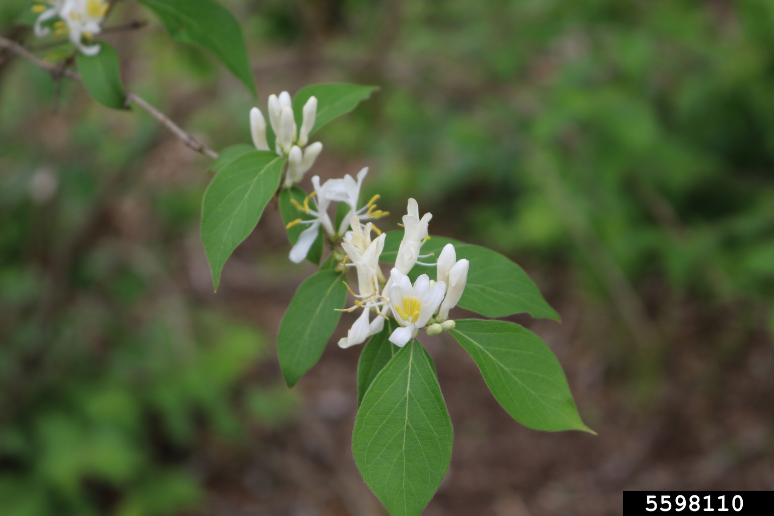 bush honeysuckles (exotic) (Genus Lonicera L.)