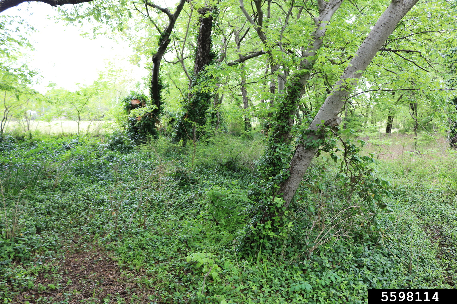 winter creeper (Euonymus fortunei (Turcz.) Hand.-Maz.)