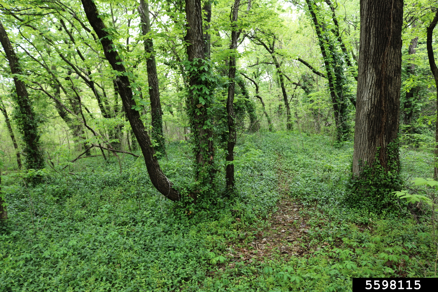 winter creeper (Euonymus fortunei (Turcz.) Hand.-Maz.)