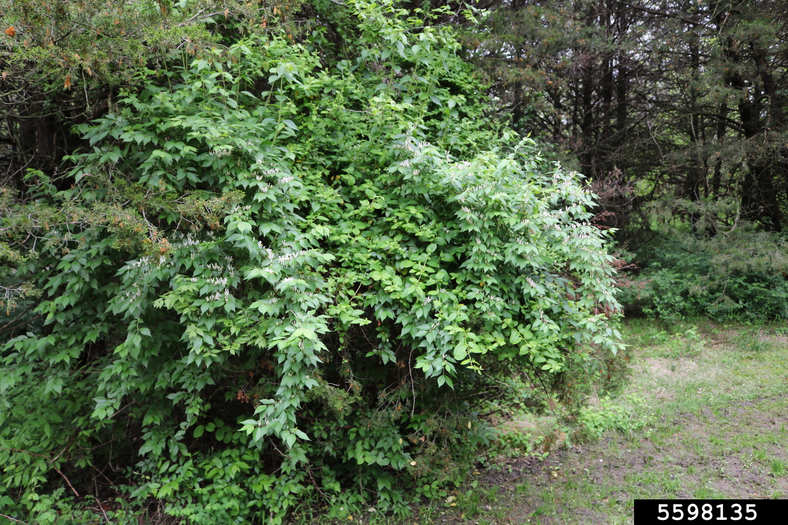 bush honeysuckles (exotic) (Genus Lonicera L.)