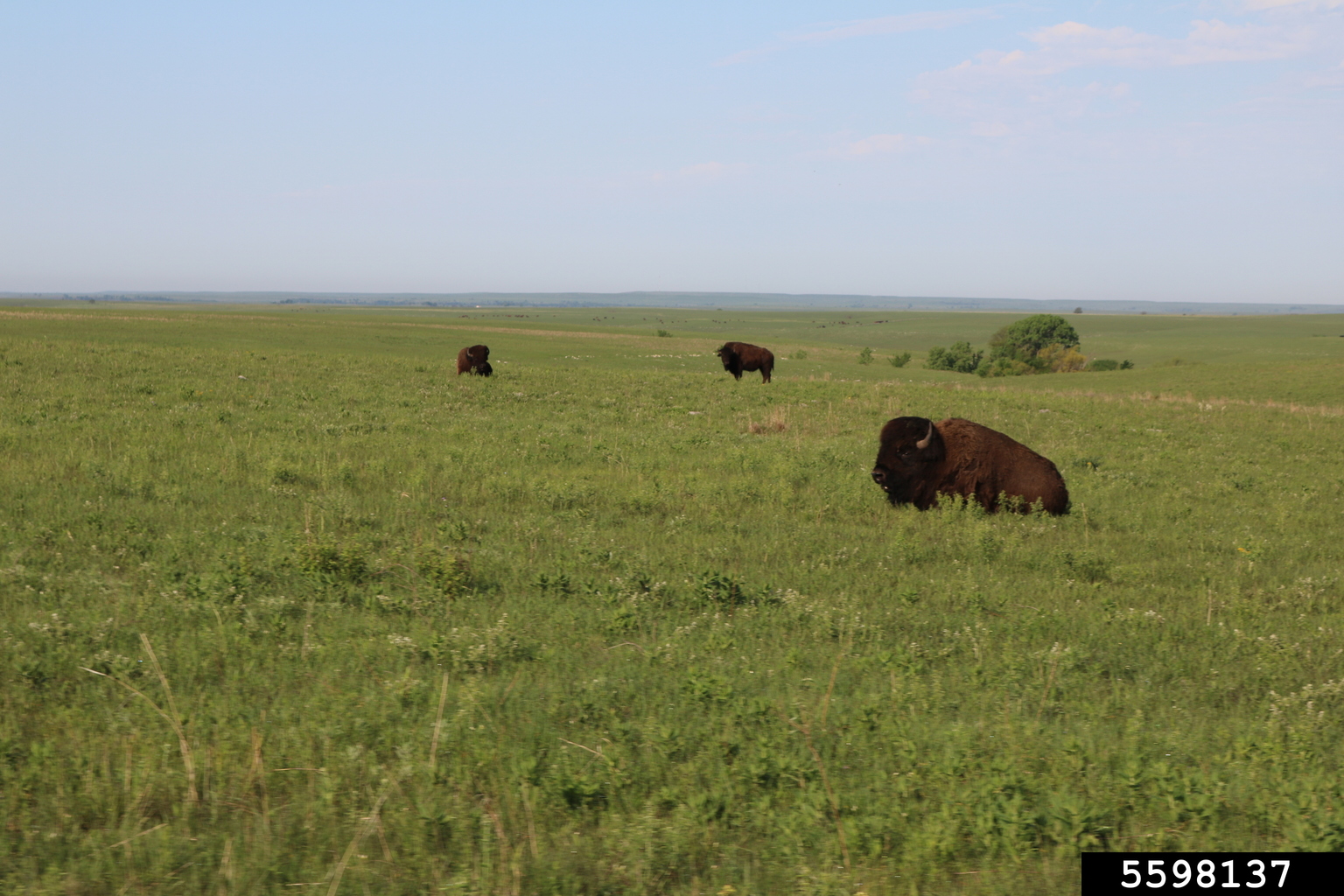 American bison (Bison bison)