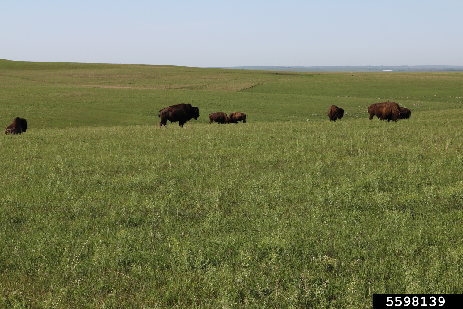 American bison (Bison bison)