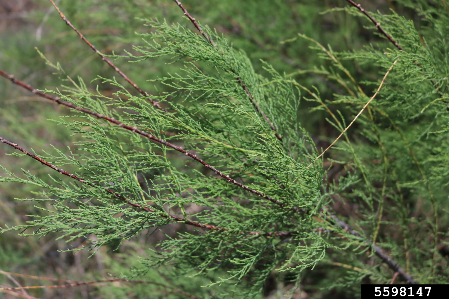 saltcedar (Tamarix ramosissima Ledeb.)