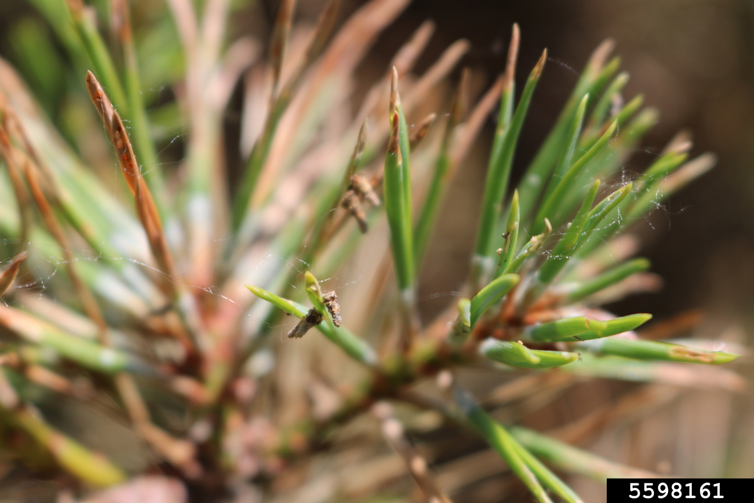 bagworms (Family Psychidae)