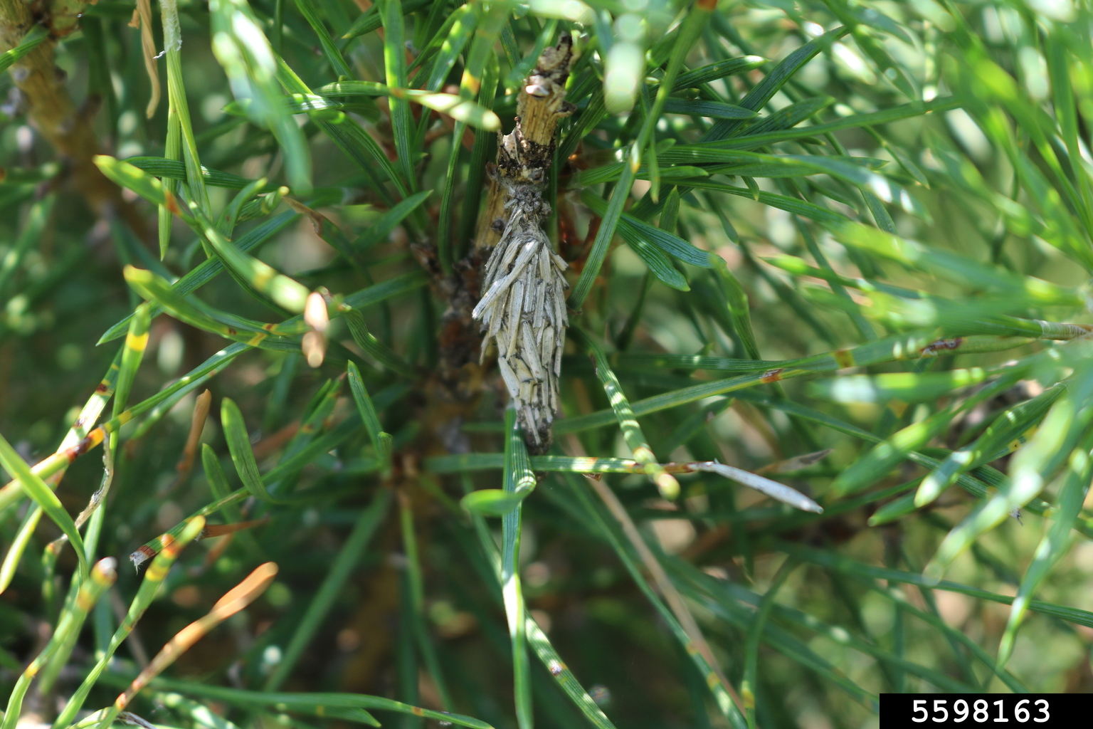 bagworms (Family Psychidae)