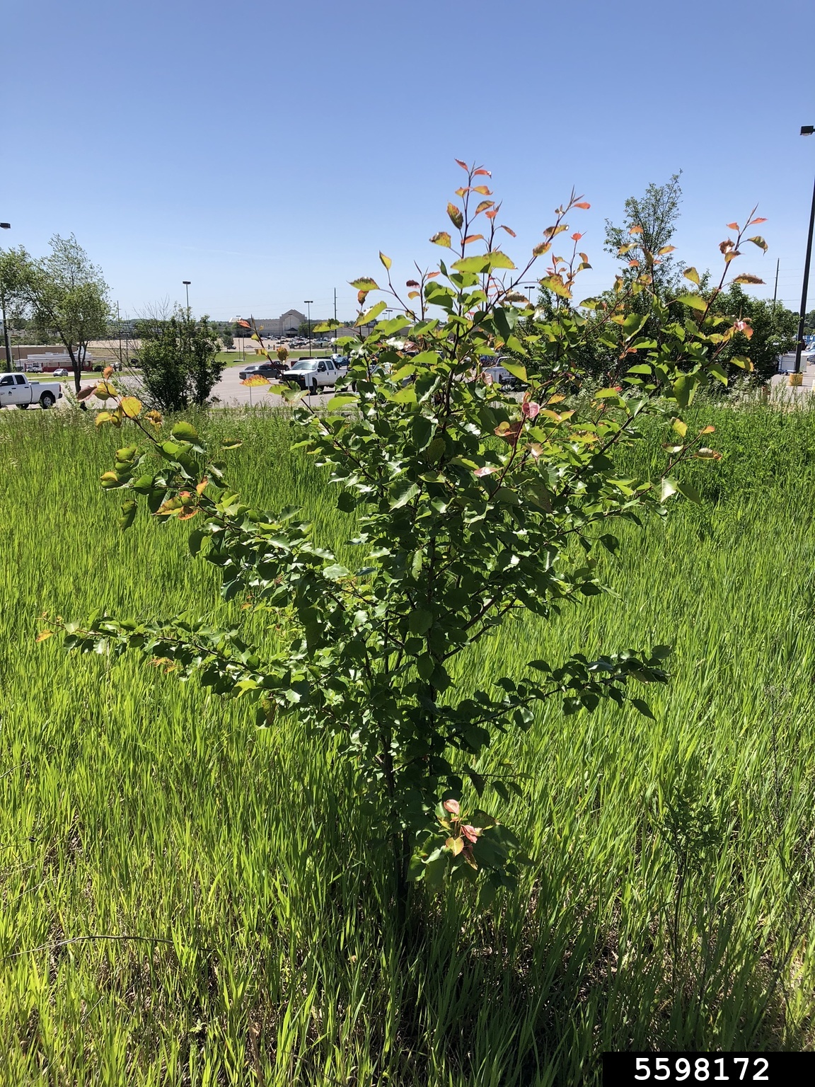Callery pear (Bradford pear) (Pyrus calleryana Decne.)