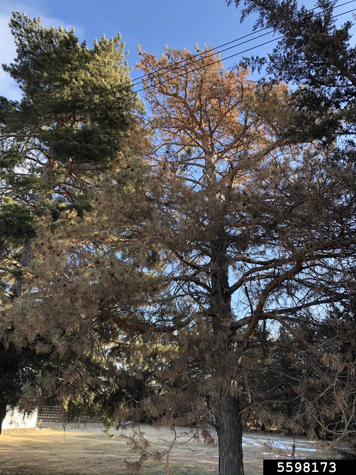 pine wilt nematode (Bursaphelenchus xylophilus (Steiner & Buhrer) Nickle)