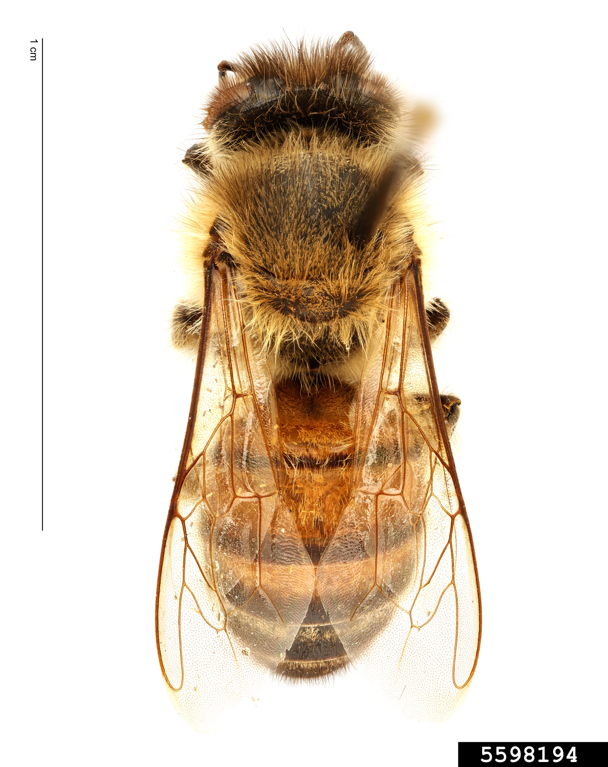 honey bee (Apis mellifera Linnaeus)