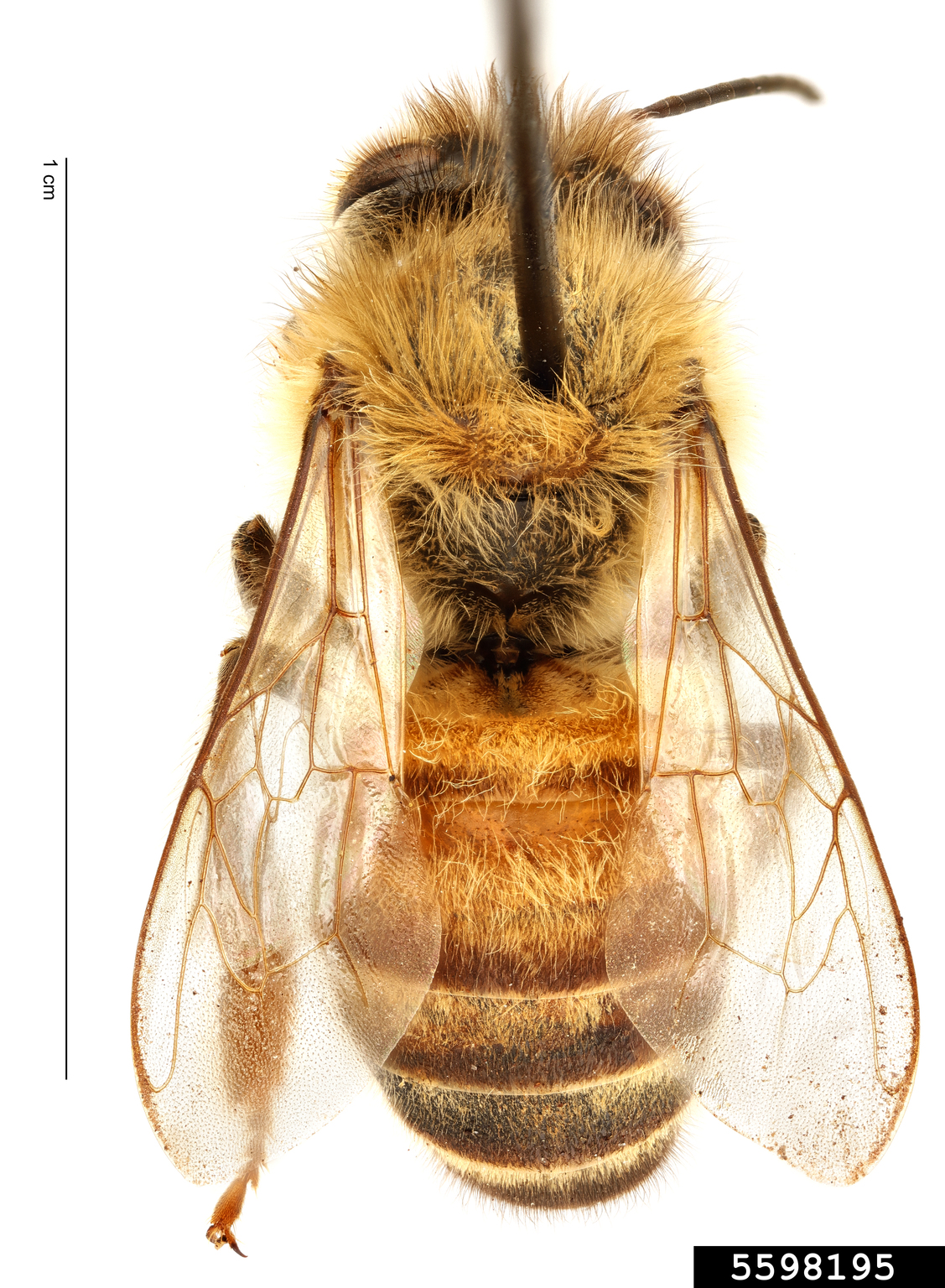 honey bee (Apis mellifera)
