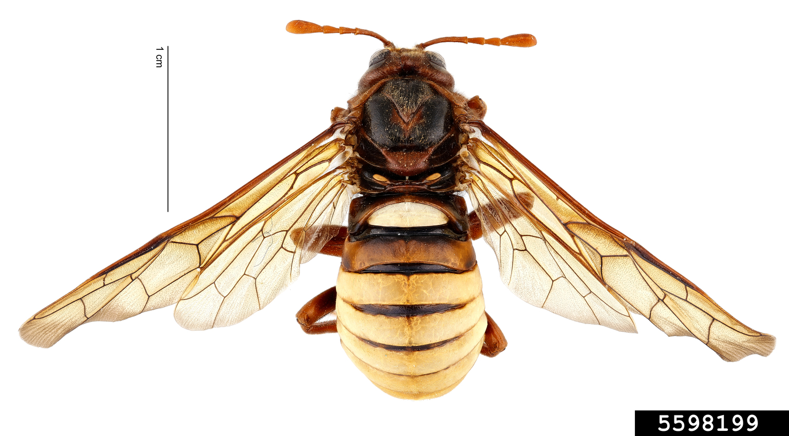 elm sawfly (Cimbex americana)