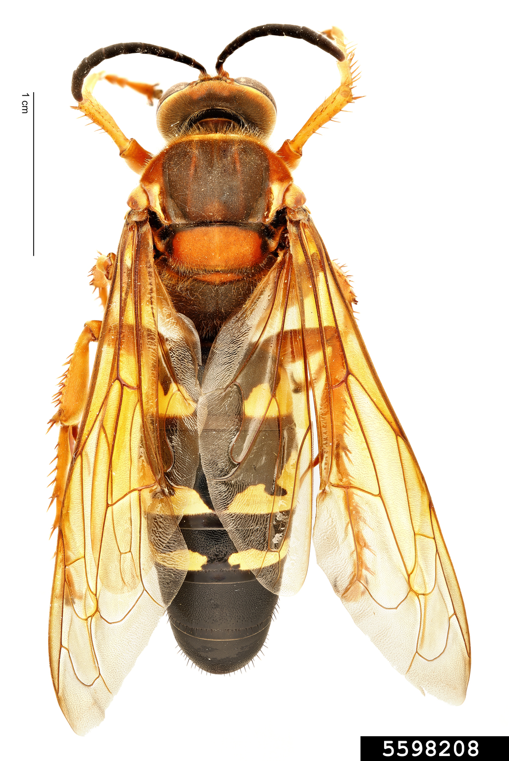 cicada killer (Sphecius speciosus)