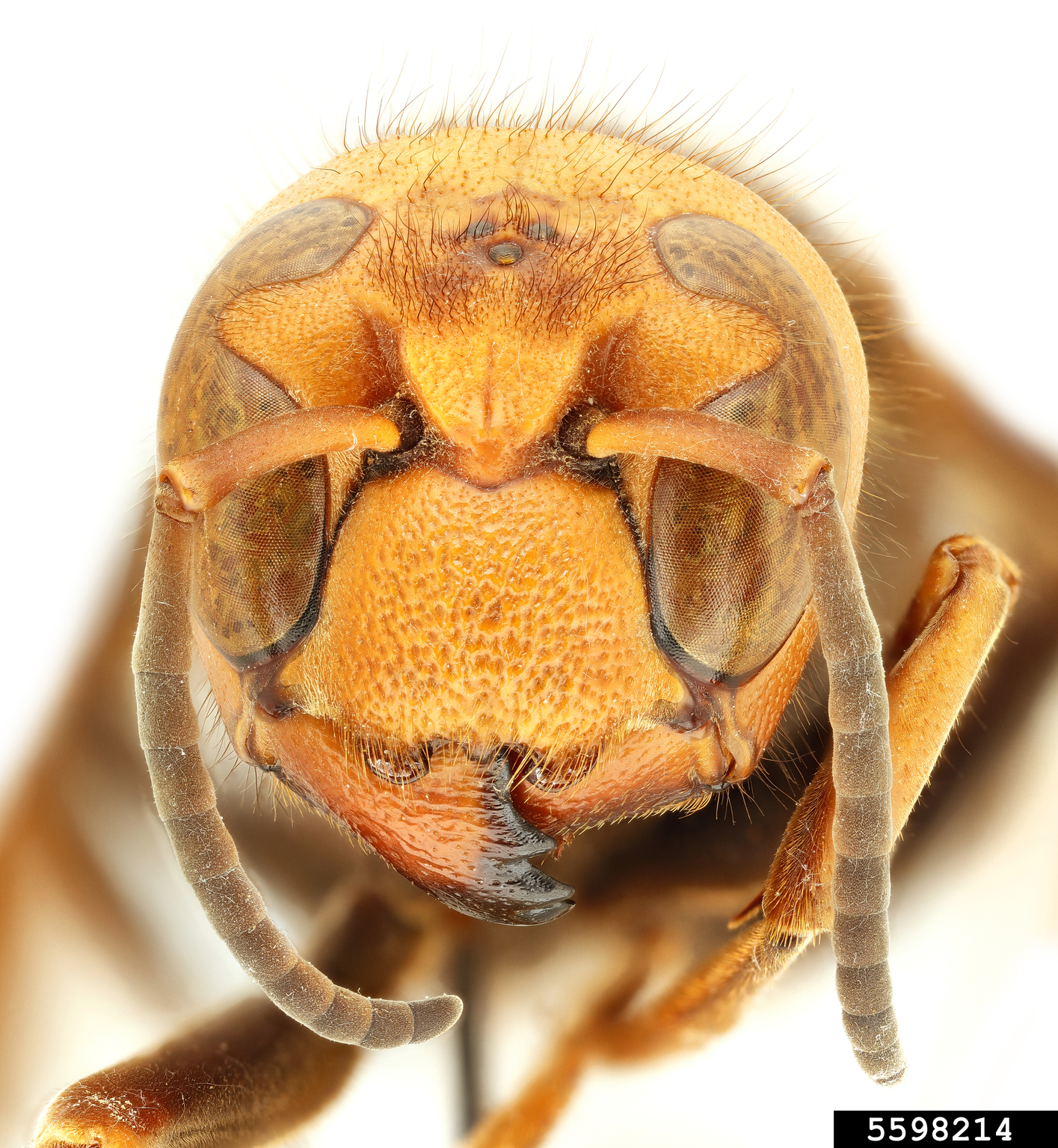 yellow-vented hornet (Vespa analis)