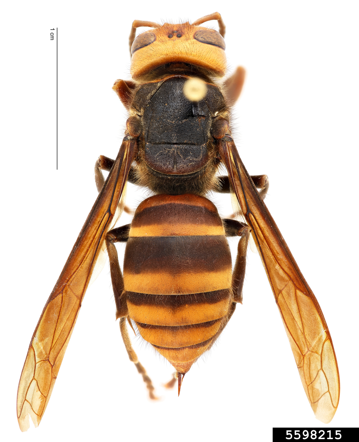 yellow-vented hornet, Vespa analis (Hymenoptera: Vespidae) - 5598215