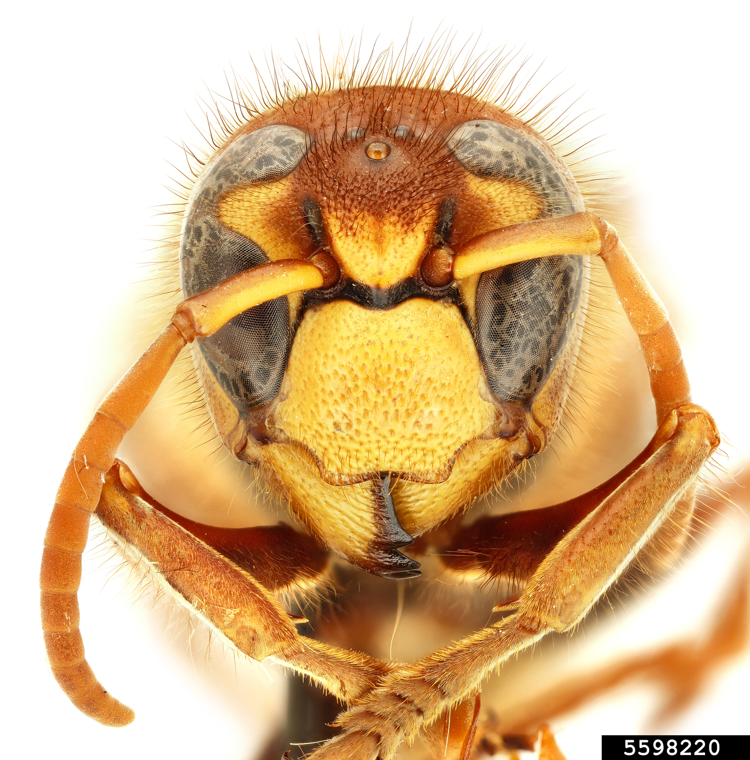 European hornet (Vespa crabro Linnaeus)