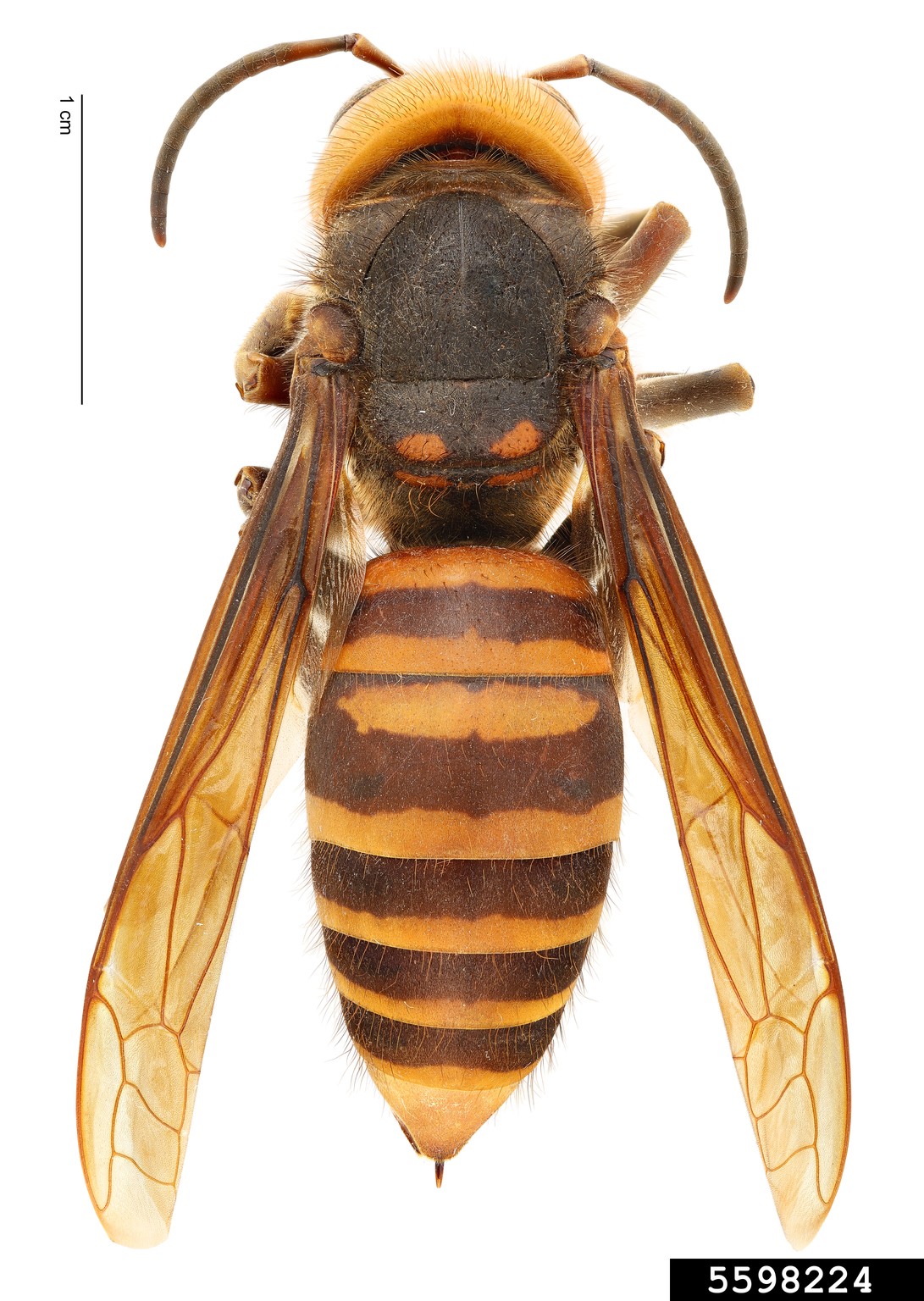 northern giant hornet (formerly Asian giant hornet) (Vespa mandarinia)