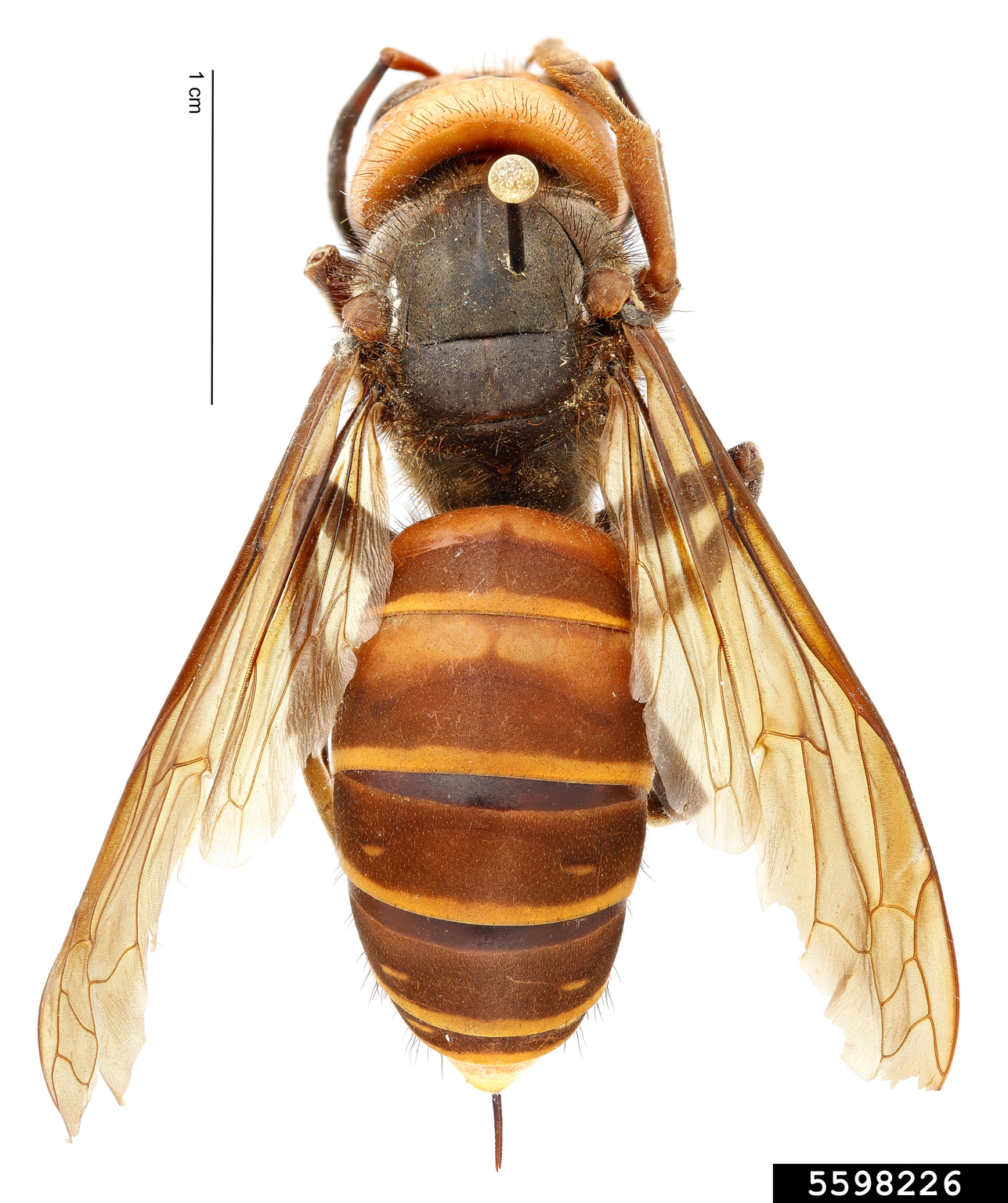 northern giant hornet (formerly Asian giant hornet) (Vespa mandarinia ...