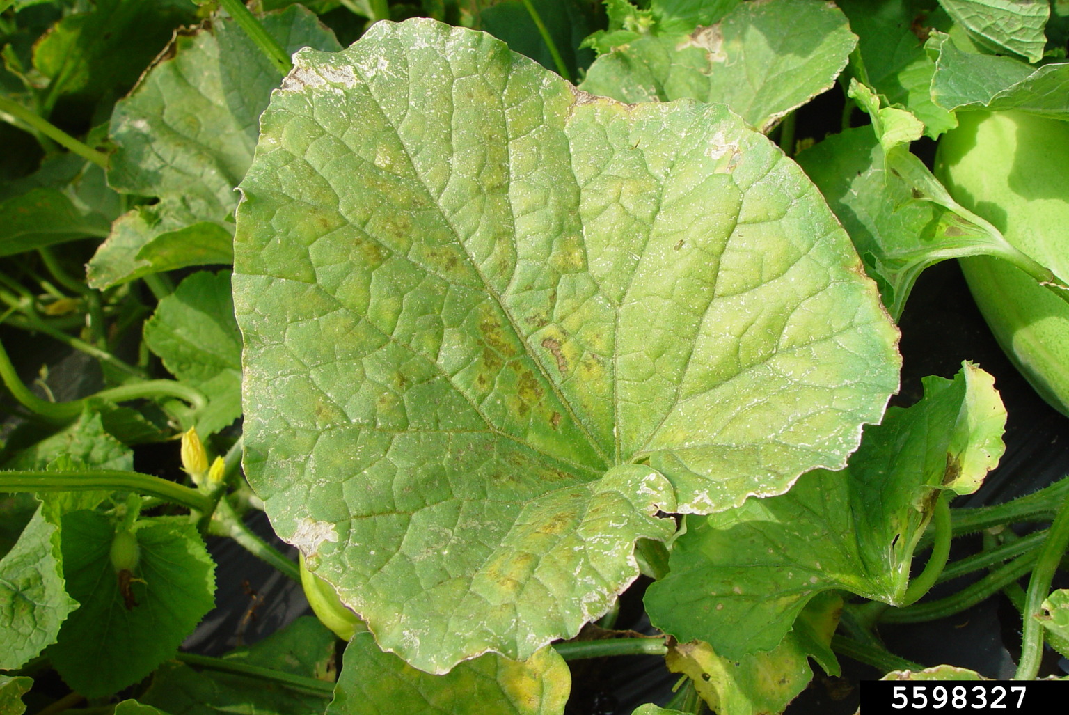 magnesium deficiency