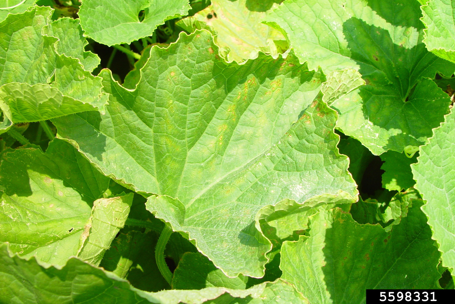 magnesium deficiency