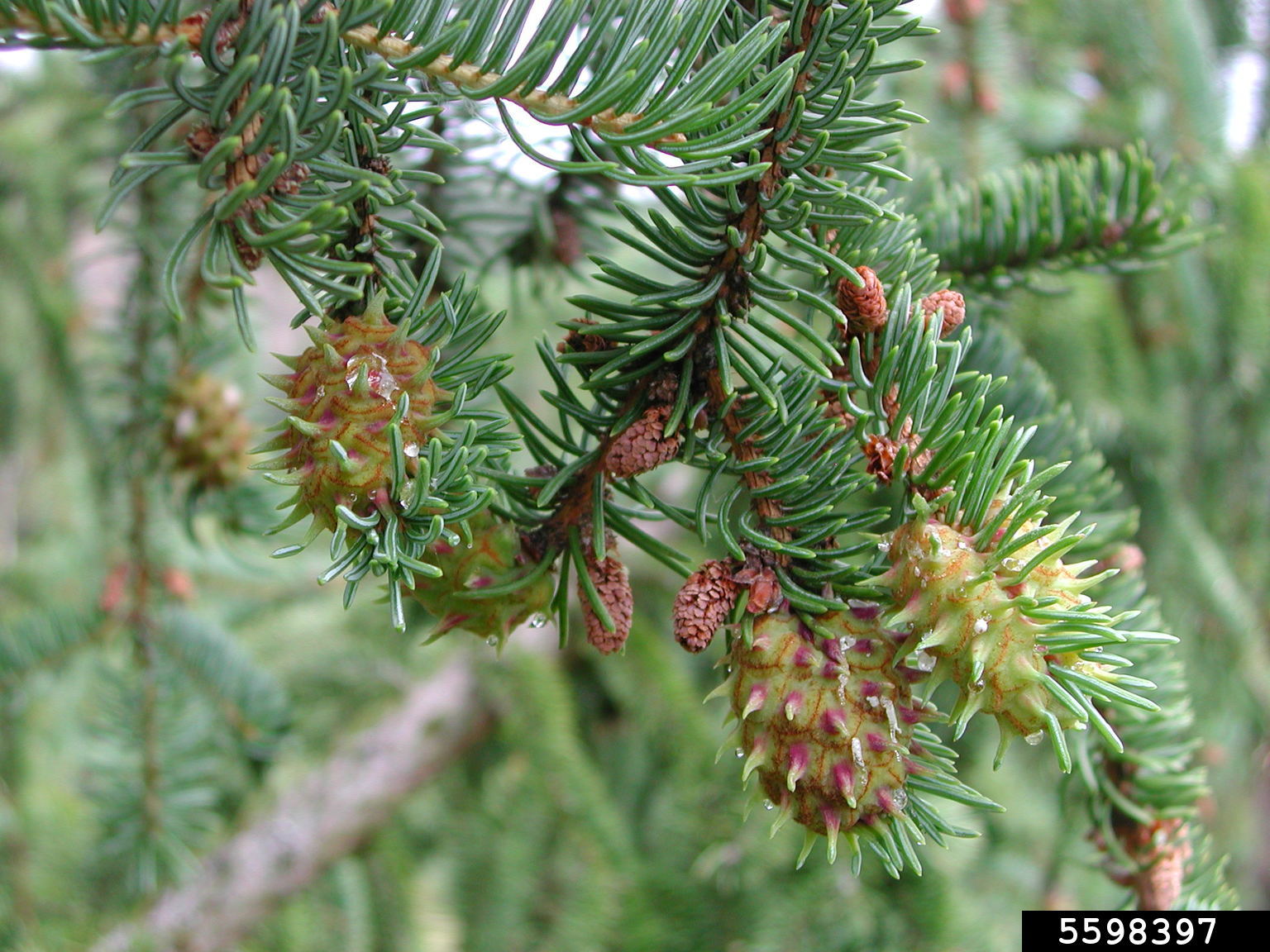 spruce gall adelgid (Adelges lariciatus)