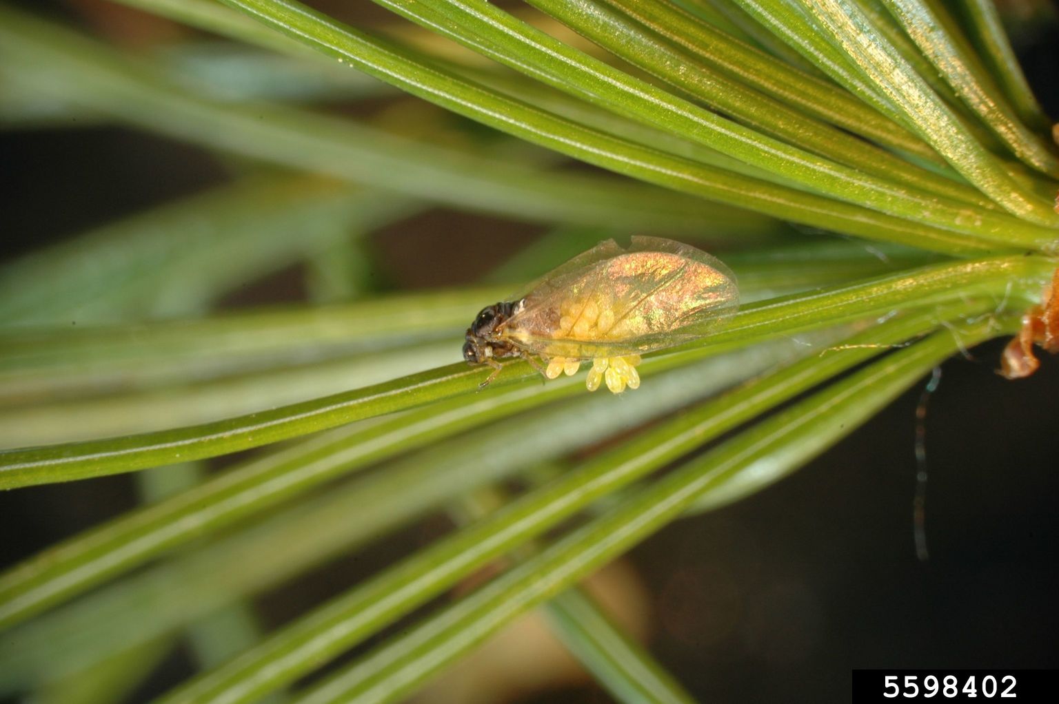 spruce gall adelgid (Adelges lariciatus (Patch, 1909))