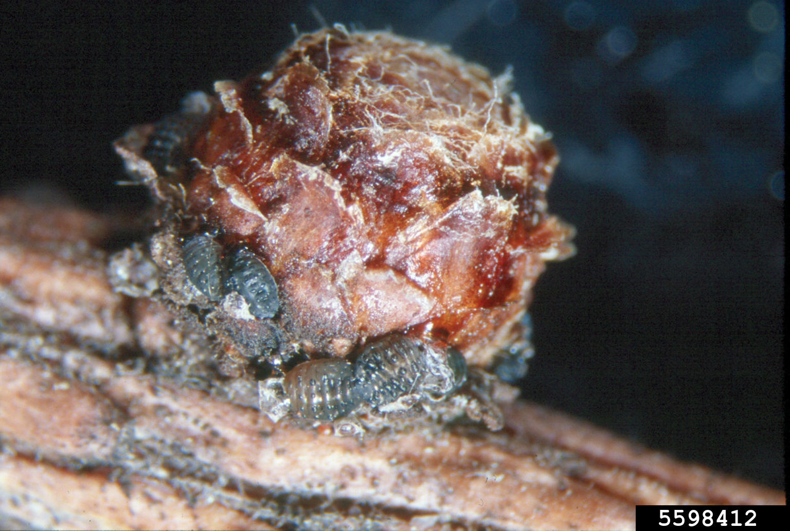 spruce gall adelgid (Adelges lariciatus)