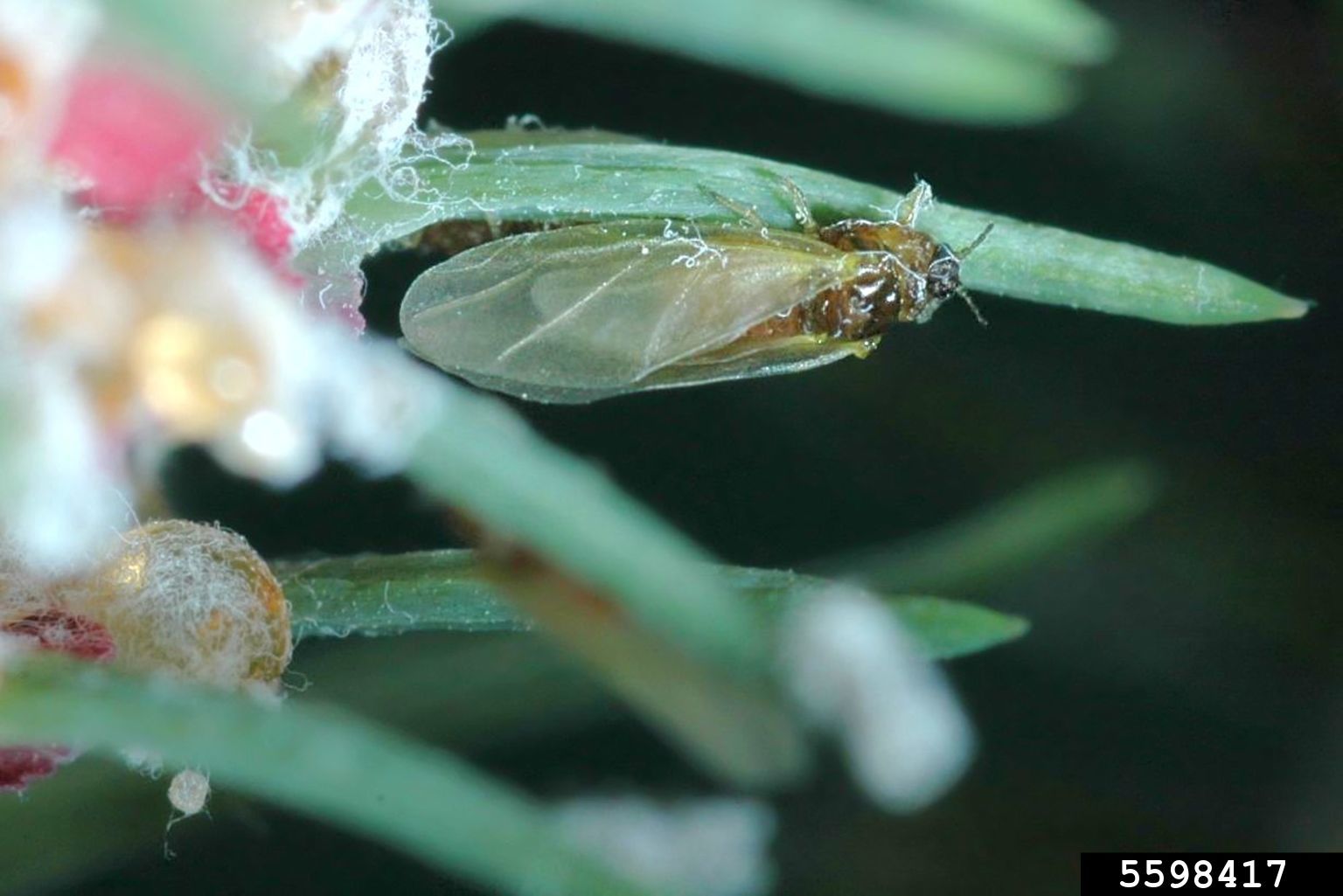 spruce gall adelgid (Adelges lariciatus (Patch, 1909))