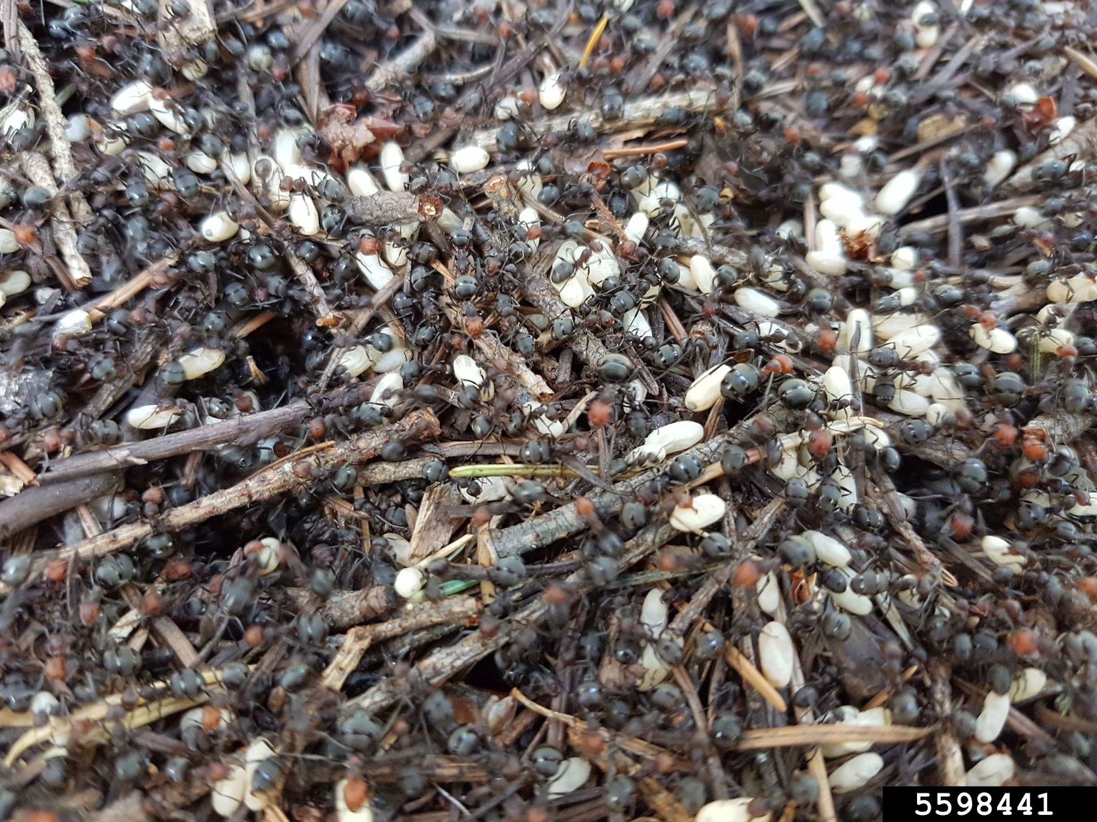 ants (Genus Formica)