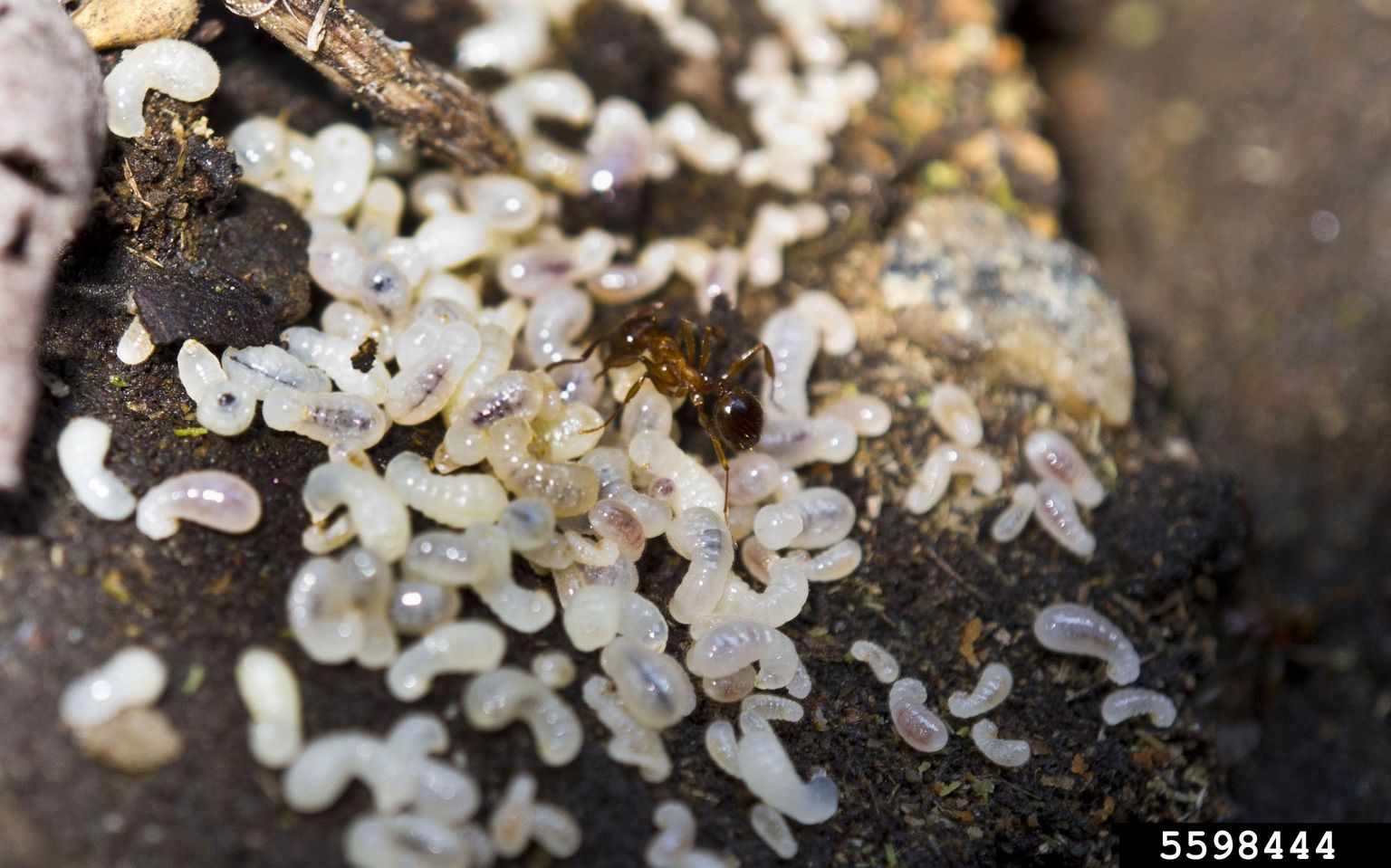 ants (Genus Formica Linnaeus, 1758)