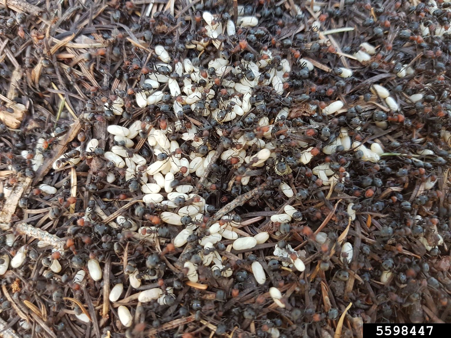 ants (Genus Formica Linnaeus, 1758)