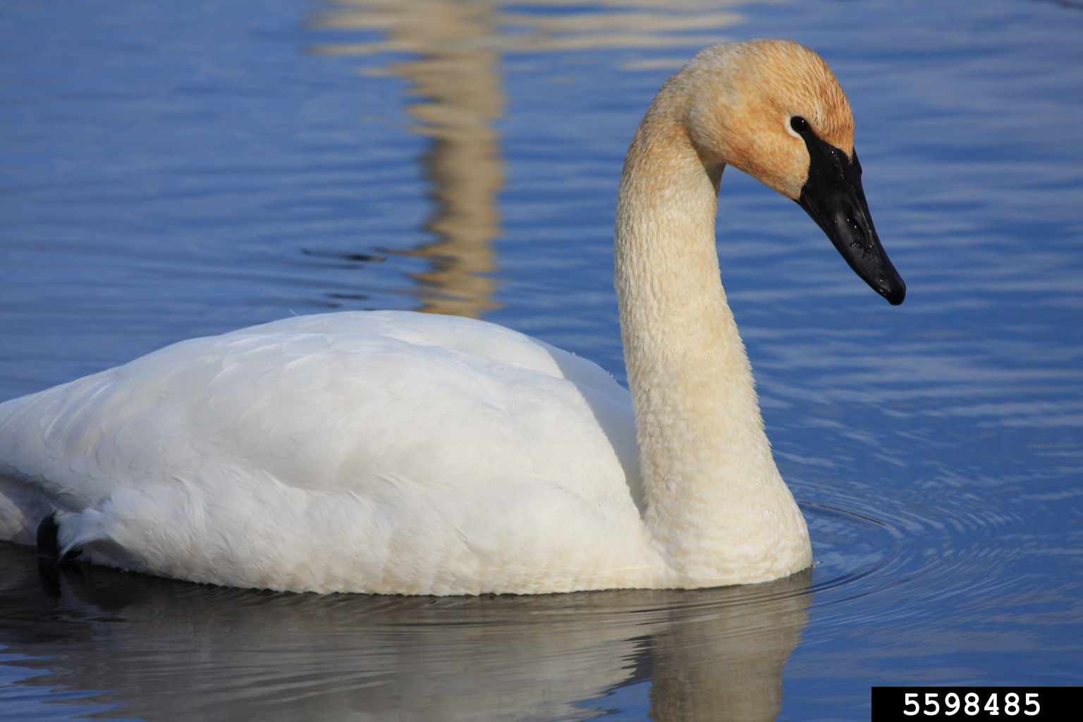 trumpeter swan (Cygnus buccinator Richardson, 1832)