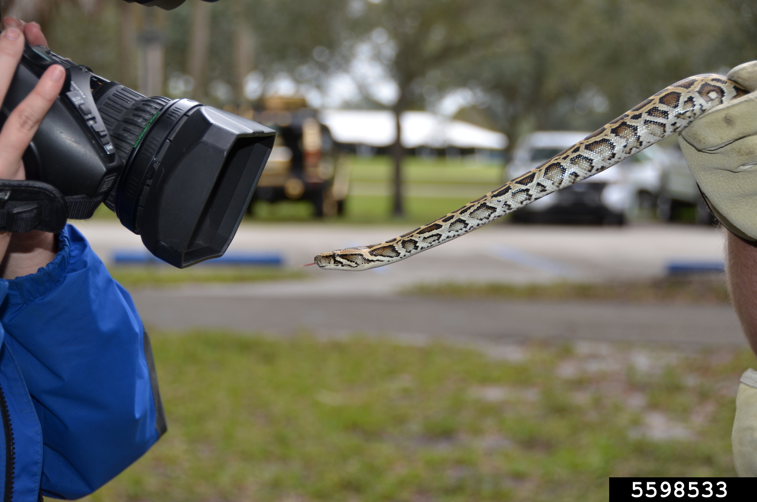 Burmese python (Python molurus ssp. bivittatus Kuhl, 1820)