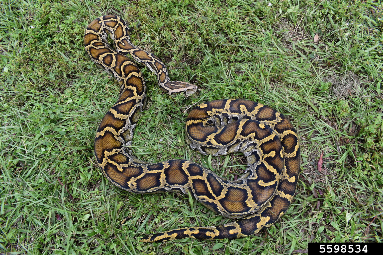 Burmese python (Python molurus ssp. bivittatus Kuhl, 1820)
