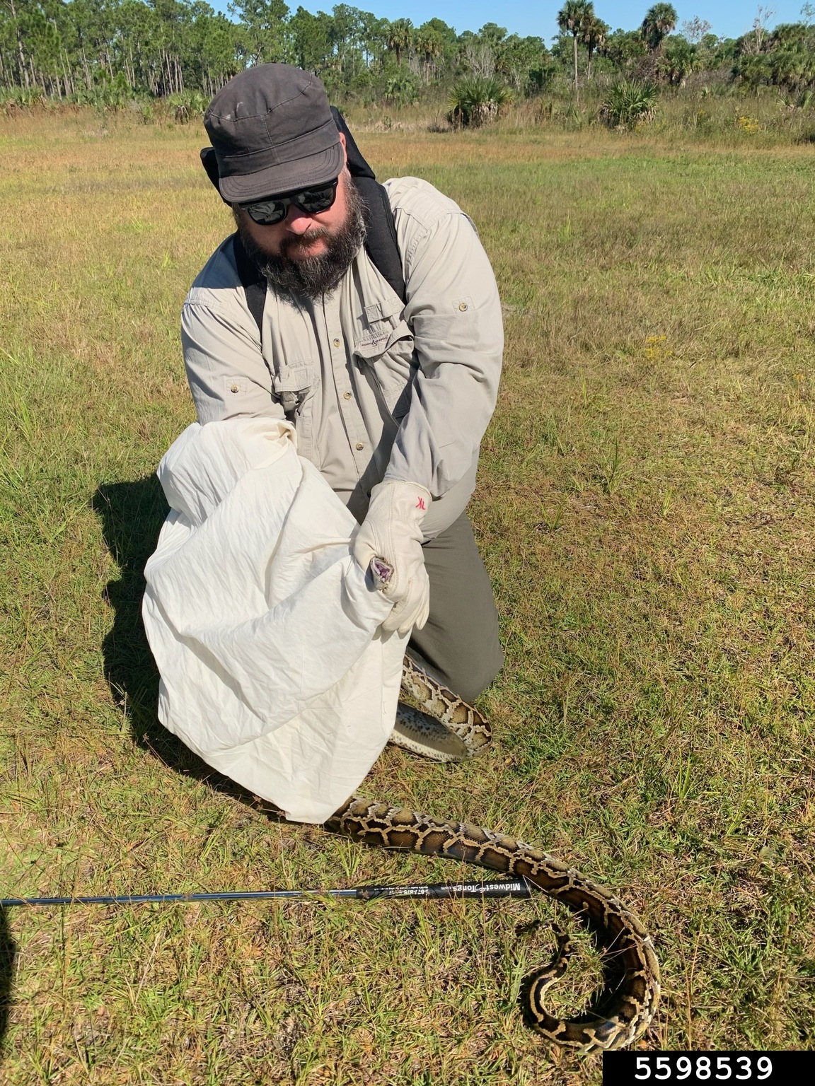 Burmese python, Python molurus ssp. bivittatus (Squamata: Pythonidae ...