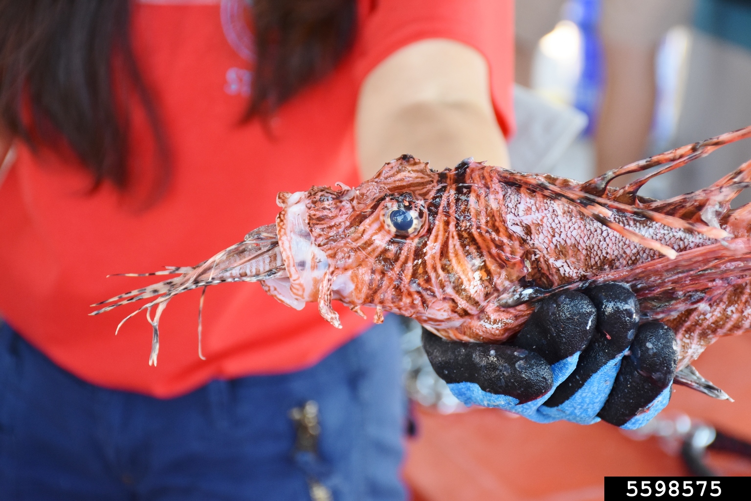lionfish (Pterois volitans (Linnaeus, 1758))