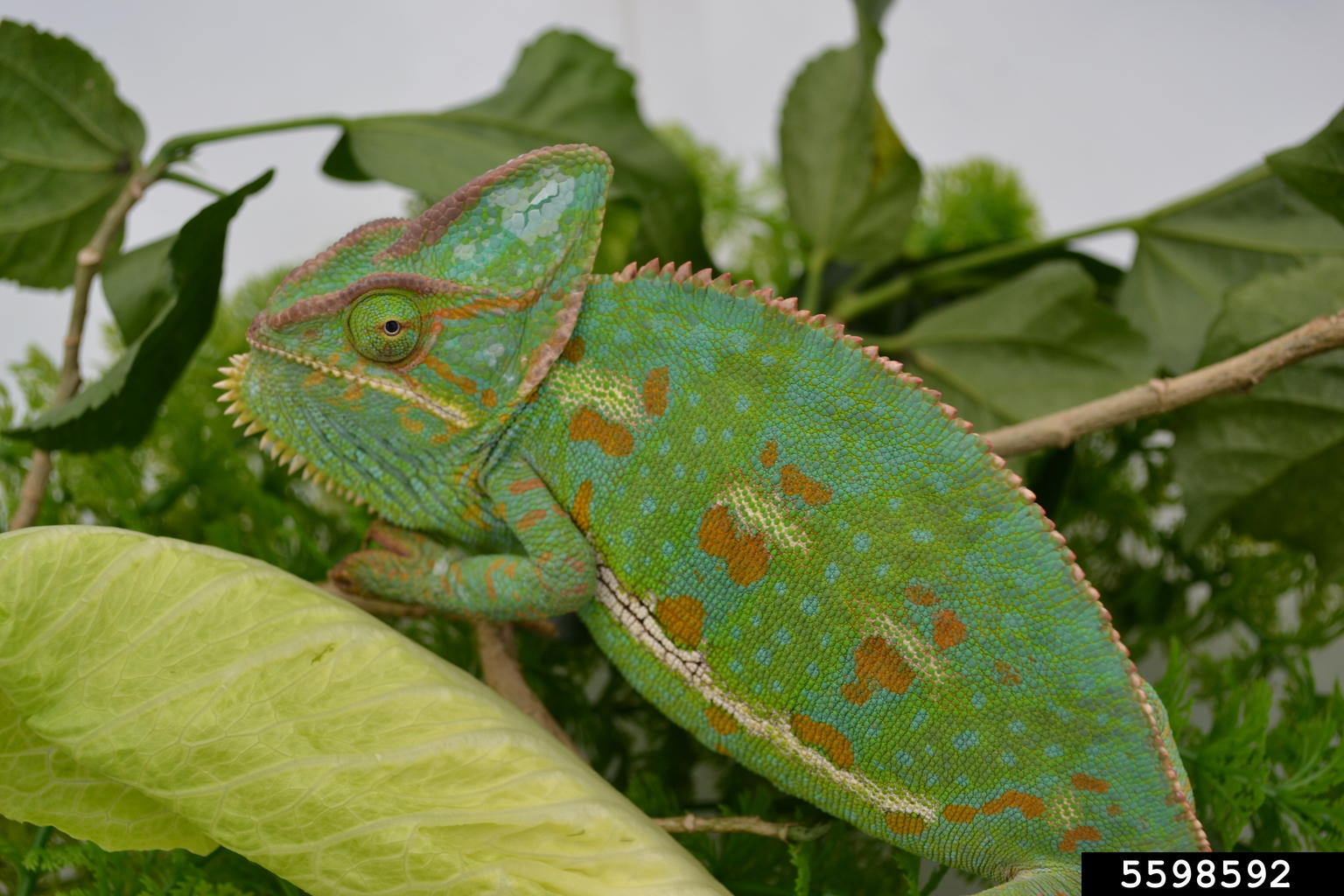 veiled chameleon (Chamaeleo calyptratus Duméril and Bibron, 1851)