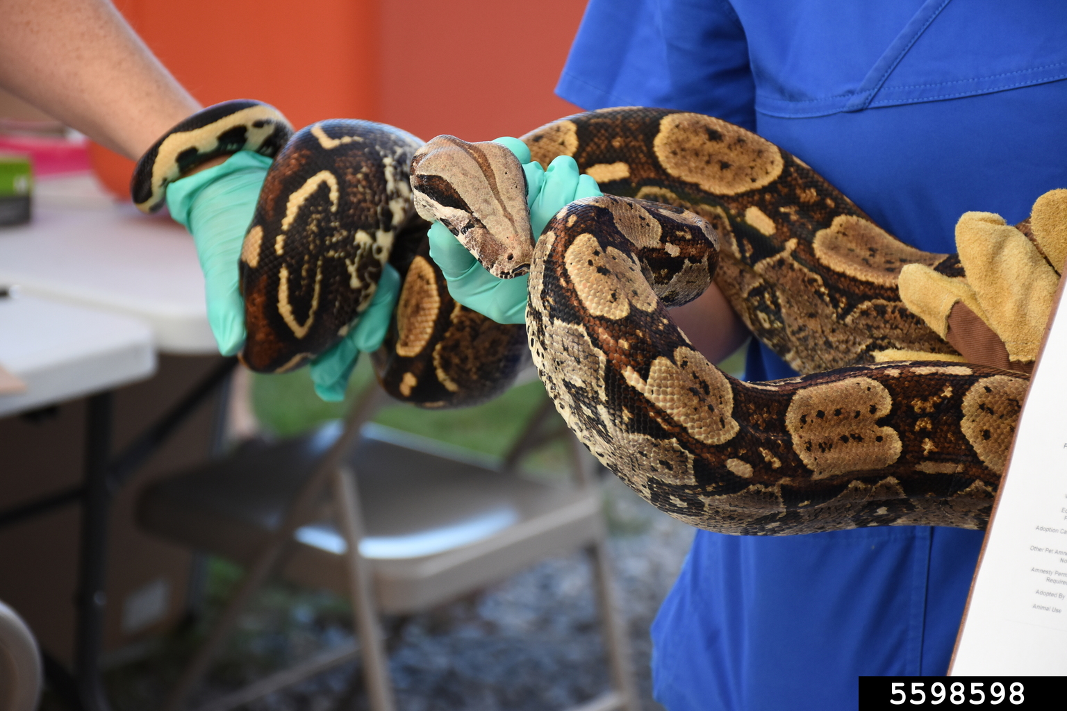 common boa (Boa constrictor)