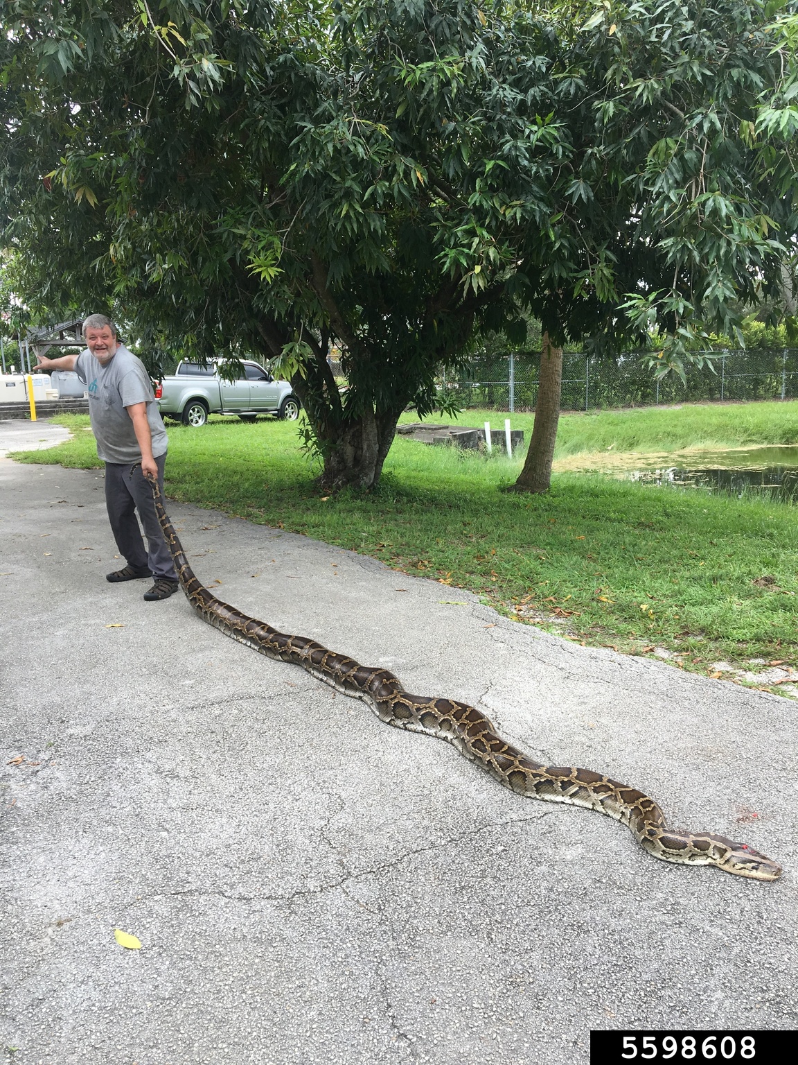 Burmese python (Python molurus ssp. bivittatus)