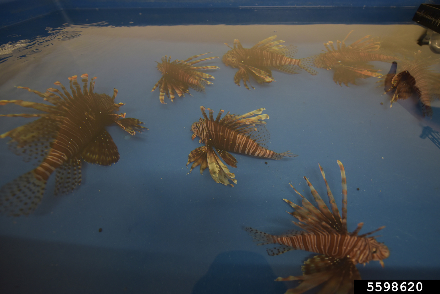 lionfish (Pterois volitans (Linnaeus, 1758))