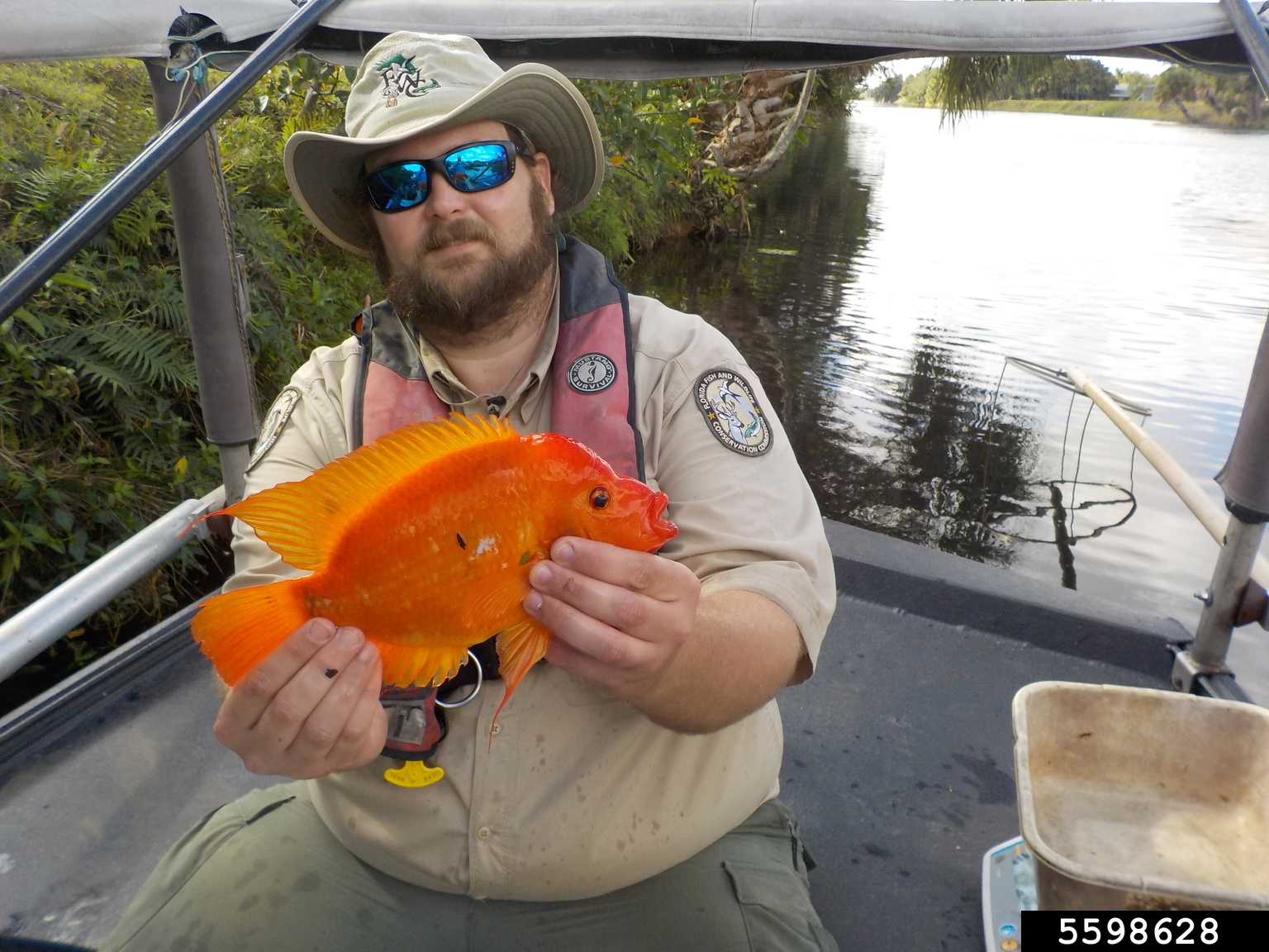 Midas cichlid (Amphilophus citrinellus)
