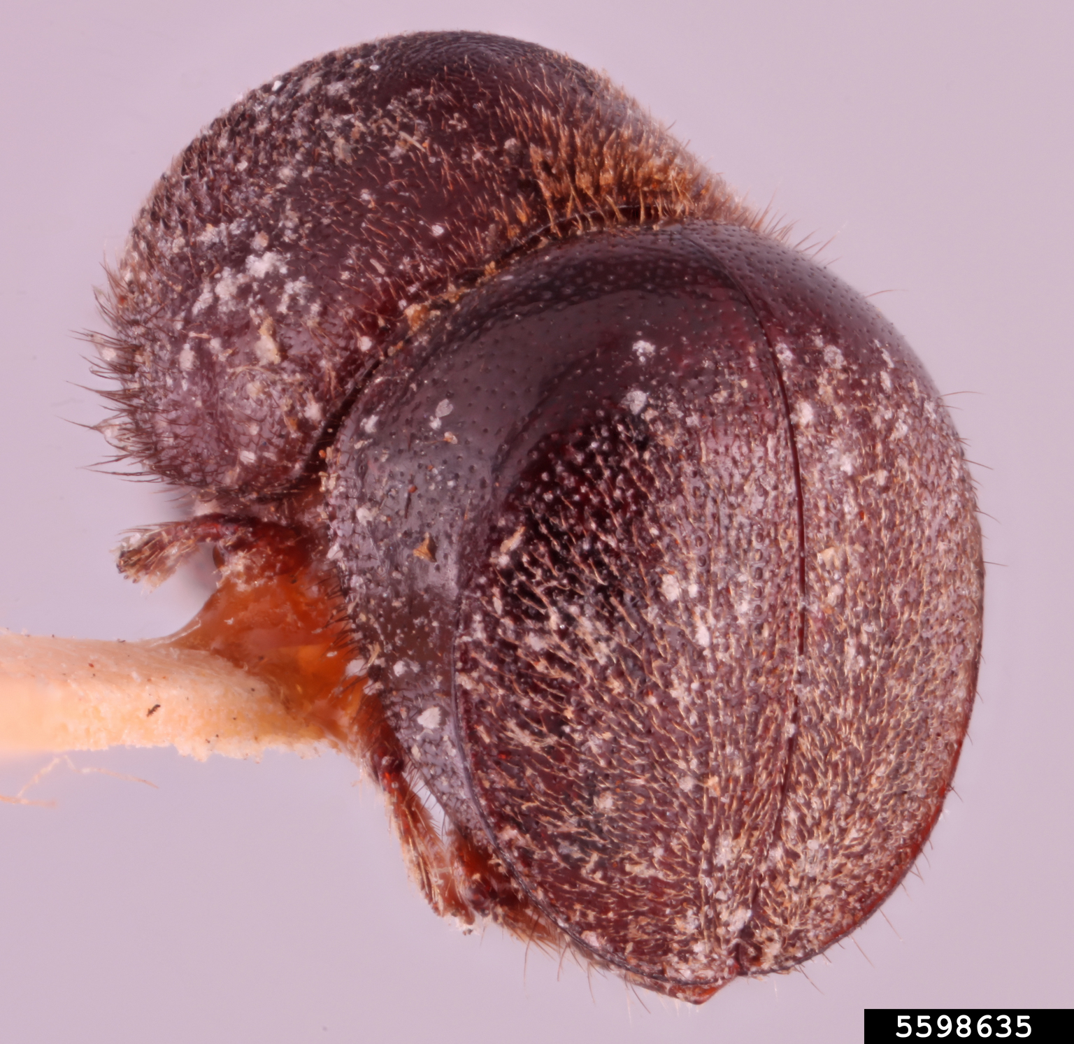 ambrosia beetle (Cnestus ater (Eggers, 1923))