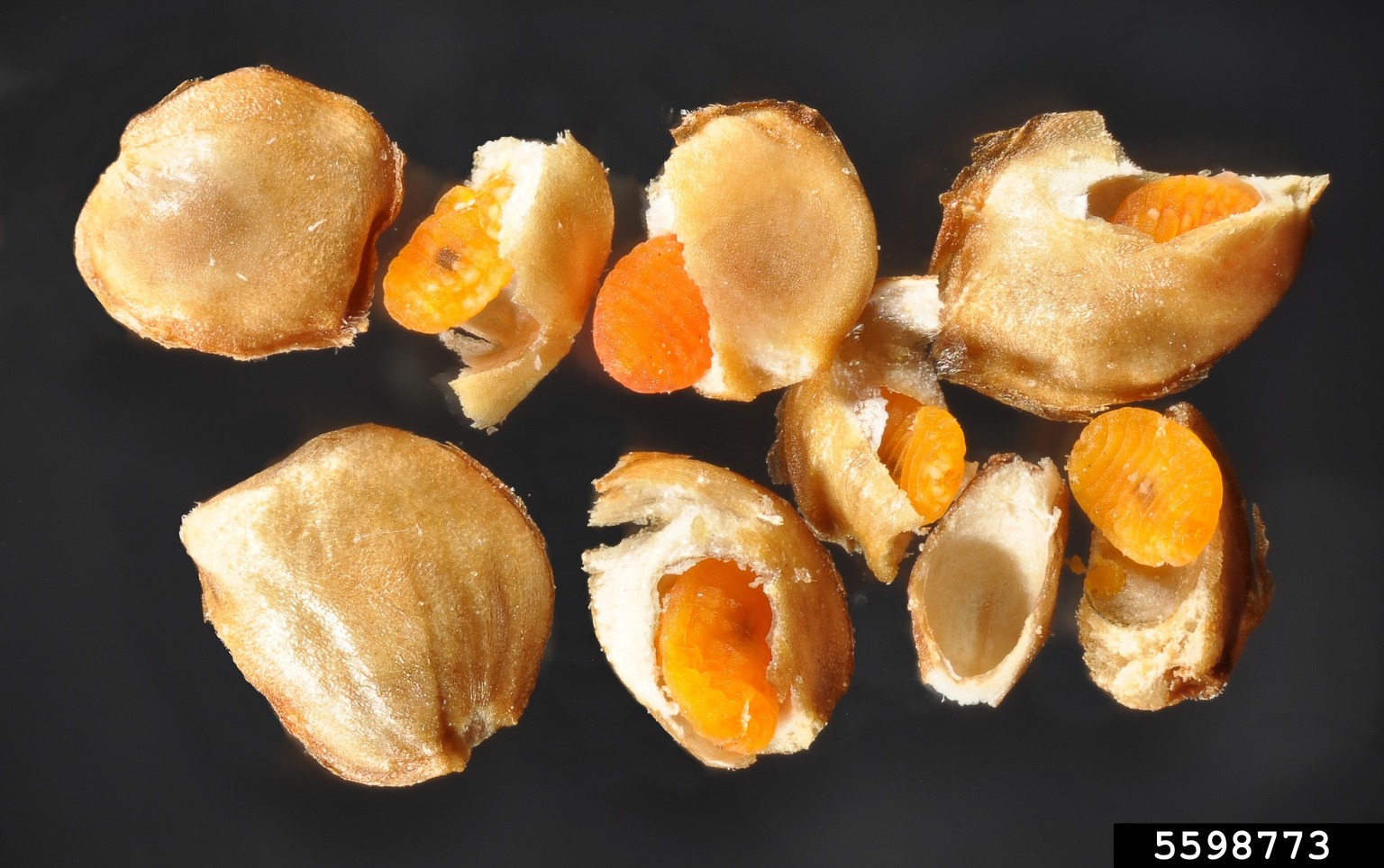 birch seed gall midge (Semudobia betulae (Winnertz, 1853))