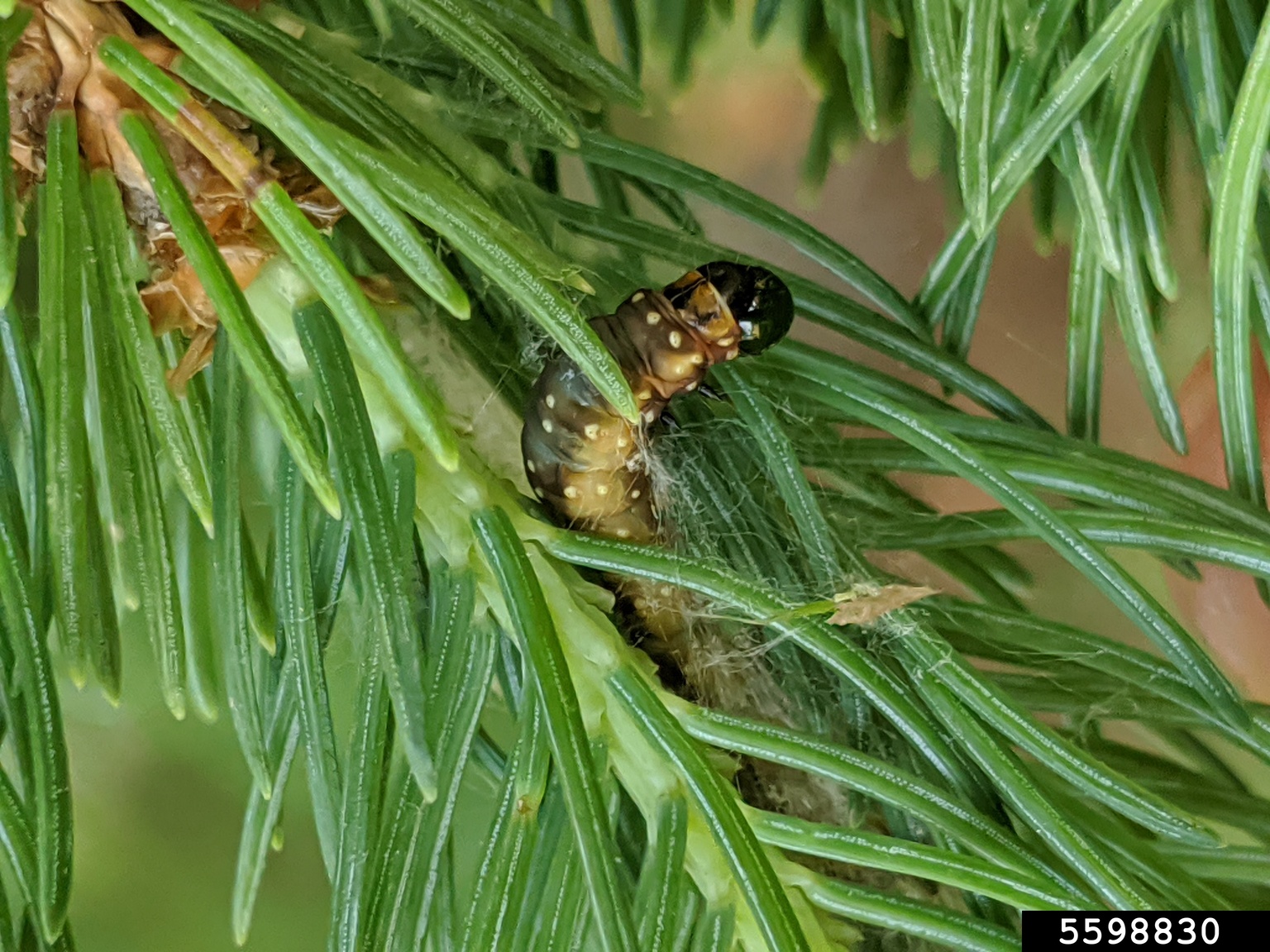 spruce budworm (Choristoneura fumiferana)