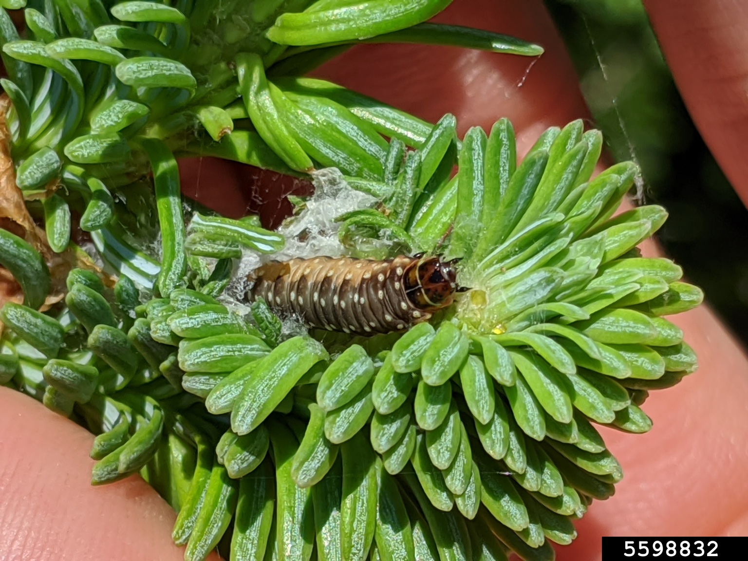 spruce budworm (Choristoneura fumiferana)