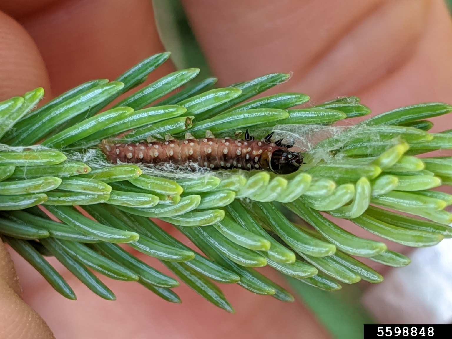 spruce budworm (Choristoneura fumiferana)