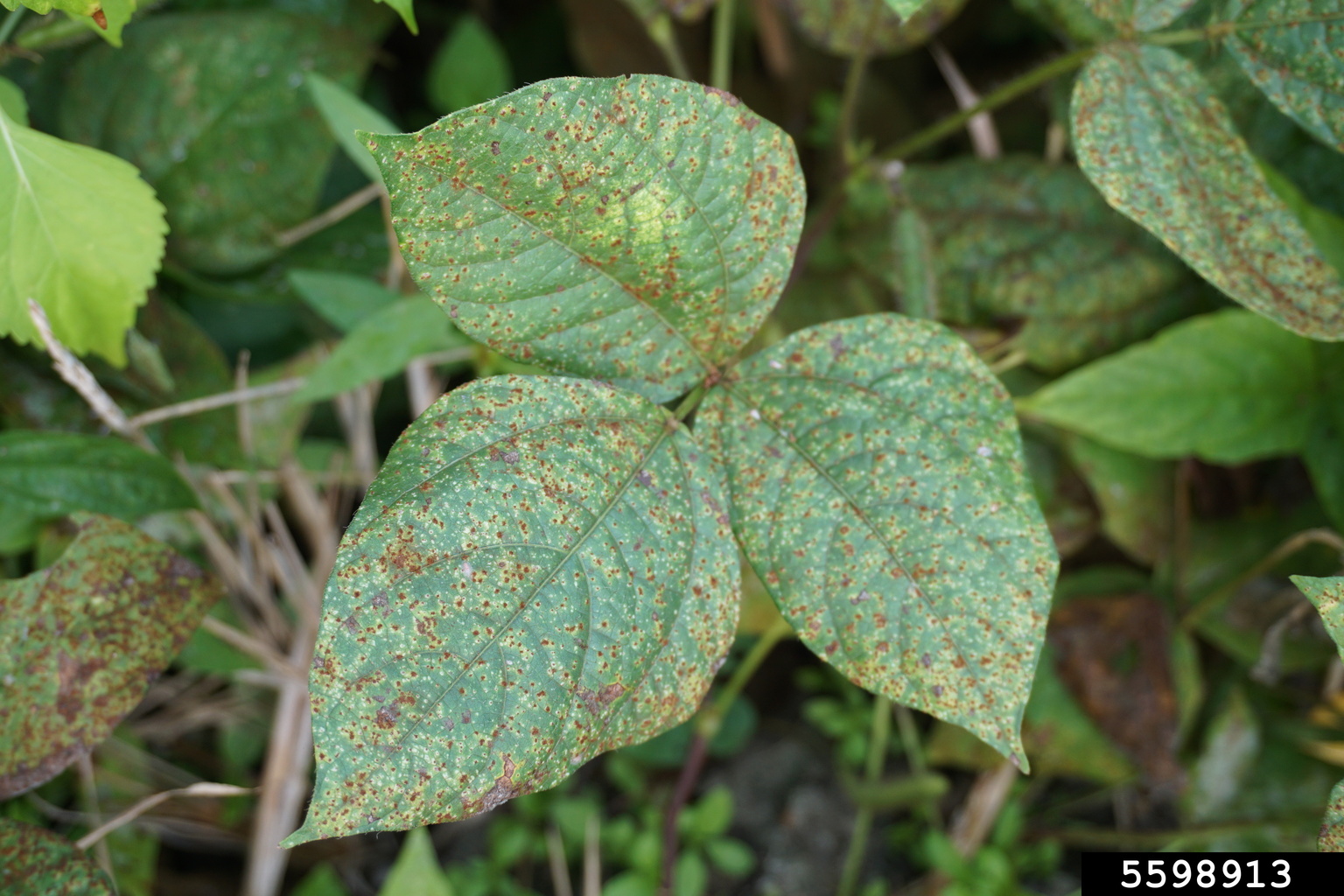 dry bean rust (Uromyces appendiculatus)