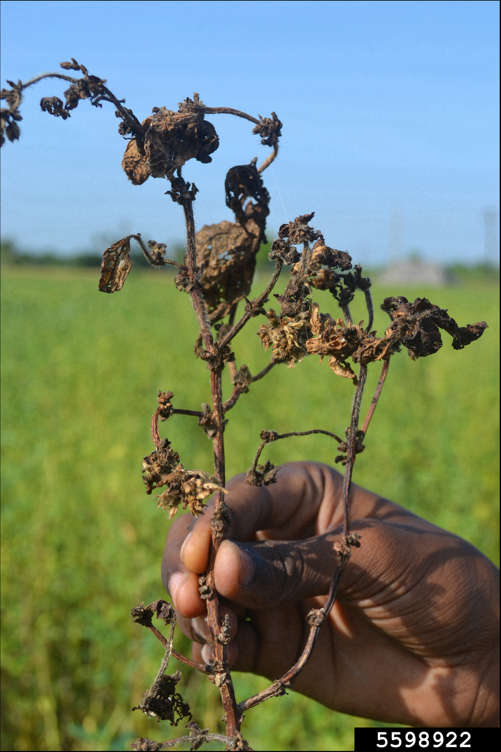 charcoal rot (Macrophomina phaseolina)