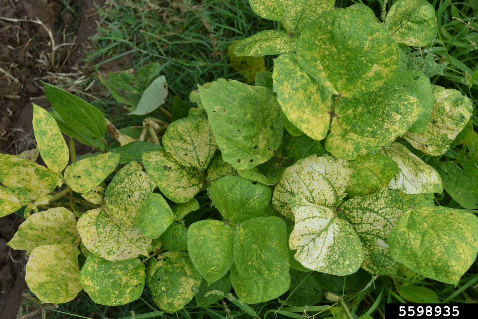 mungbean yellow mosaic virus (MYMV) (Bigeminivirus Mungbean yellow ...