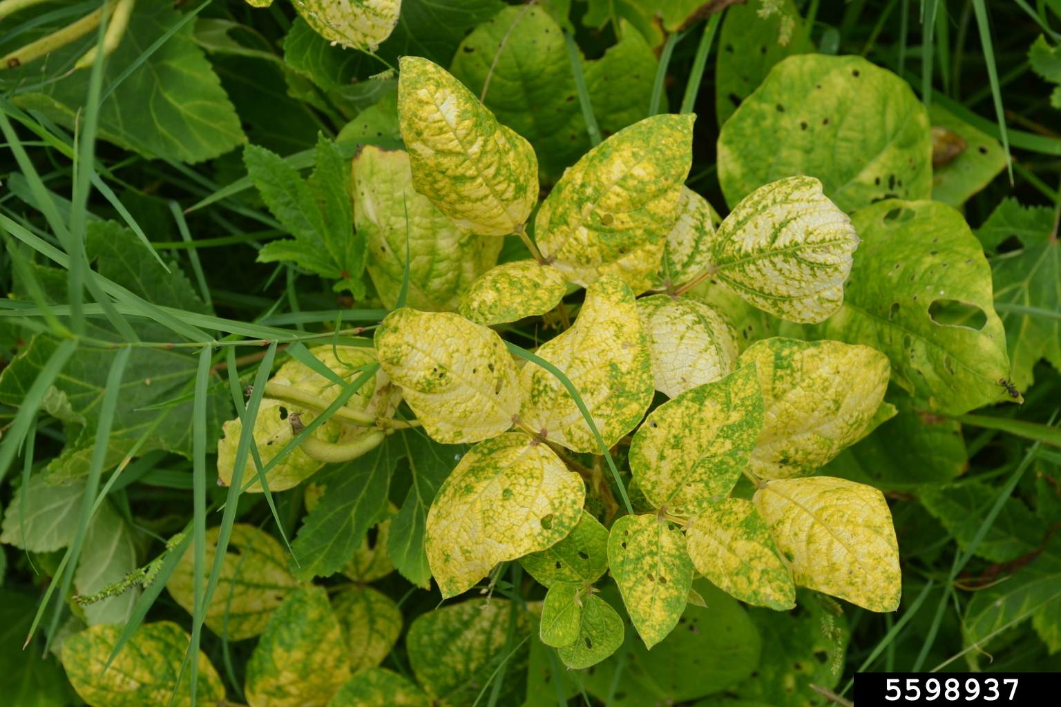 mungbean yellow mosaic virus (MYMV) (Bigeminivirus Mungbean yellow ...